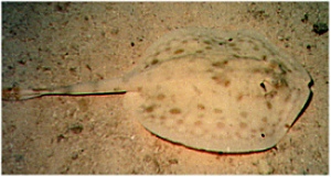 Adaptations for Marine Organisms